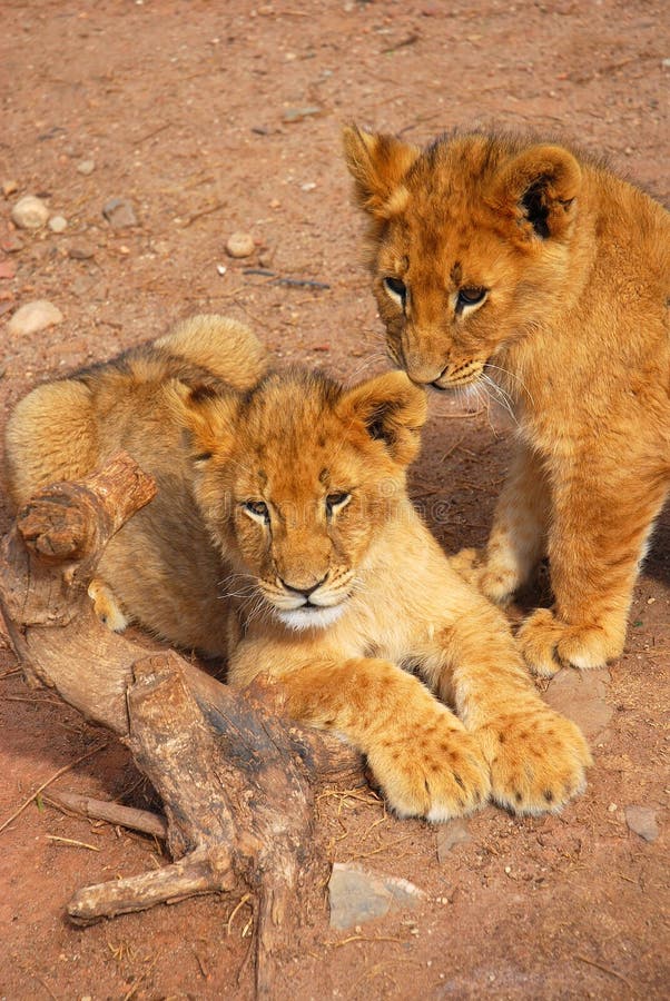 Cachorros de león imagen de archivo. Imagen de león, cachorros - 6490287