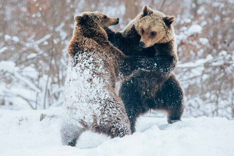 Cachorros de oso foto de archivo. Imagen de parque, garras - 160699138