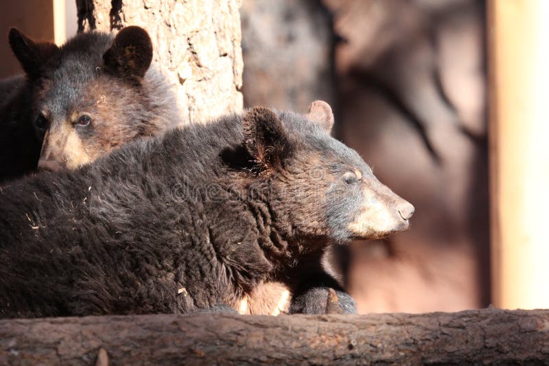 Cachorros de oso foto de archivo. Imagen de naturalizado - 36867792
