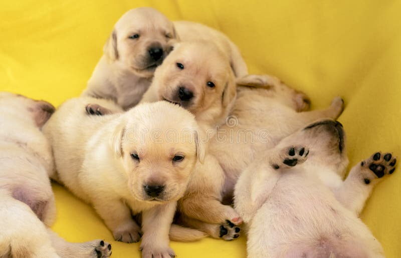 Cachorros Labrador Amarillo Joven Foto de archivo - Imagen de dormido ...