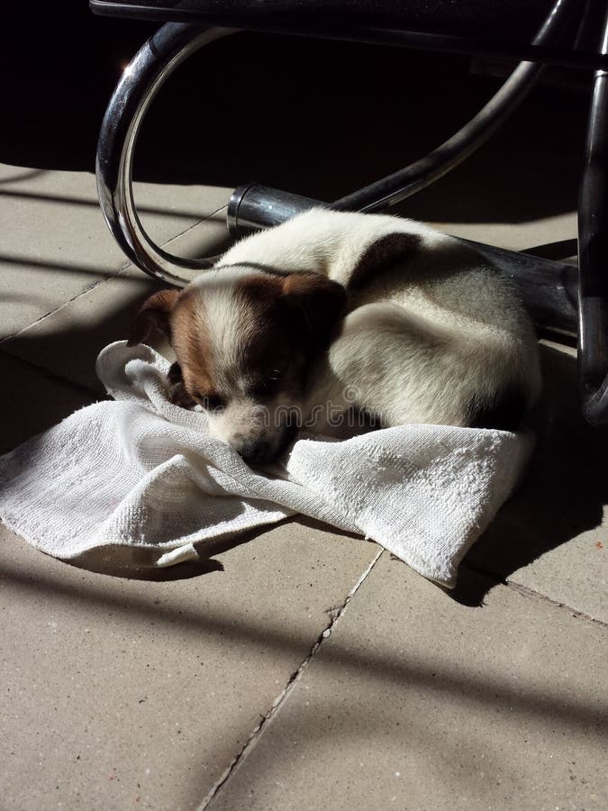 Cachorros stock photo. Image of adoptado, perro, descansando - 48195316