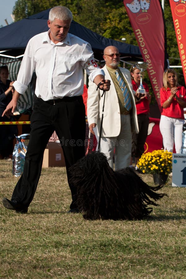 Winners of a Dog Contest and the Jury Editorial Photo - Image of puli ...