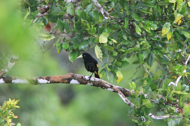 Cacicco Dalla Groppa Gialla Fotografia Stock - Immagine di amazzone ...