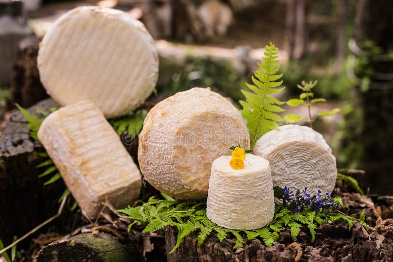 Caciotta Cheese in a Bucolic Scenery Stock Image - Image of bunch ...