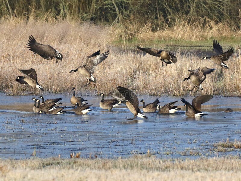 Cackling Geese Landing stock photo. Image of bird, water - 88162366