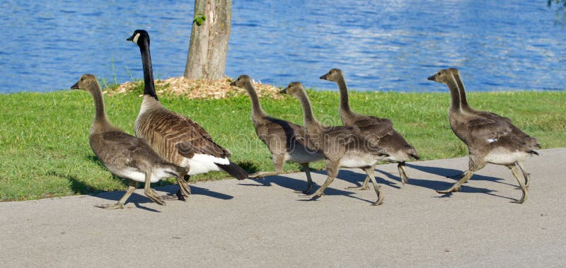 Geese running stock photo. Image of beak, eyes, goose - 30844714