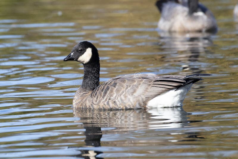 Cackling Goose stock photo. Image of wild, goose, animals - 29683126
