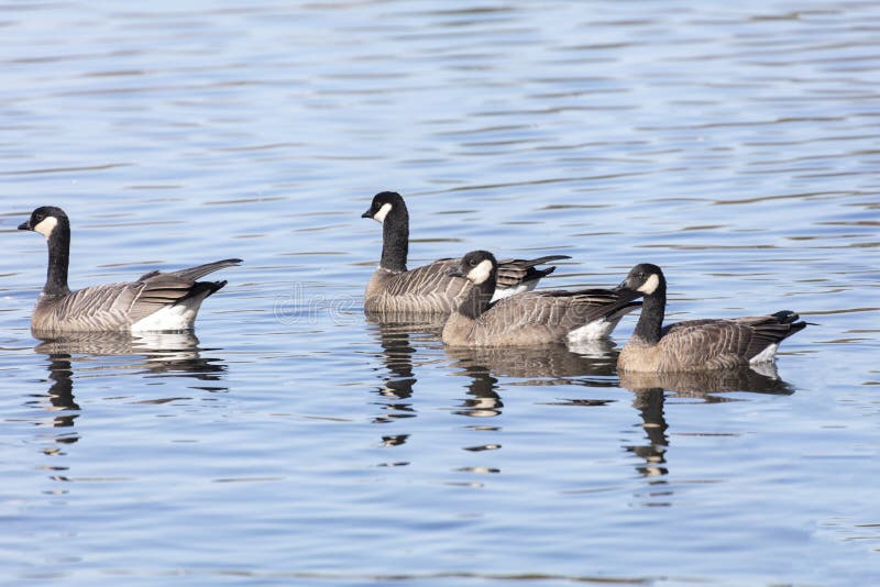 Cackling Goose stock photo. Image of wild, goose, animals - 29683126