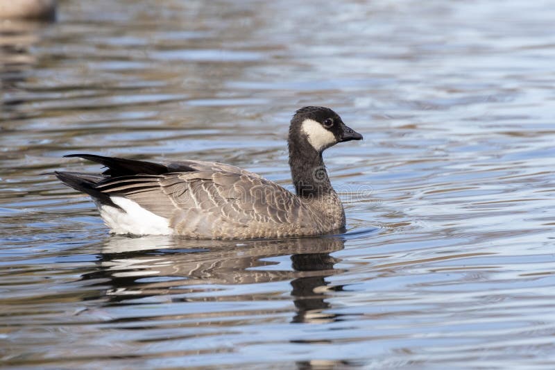 Cackling Goose stock photo. Image of wild, goose, animals - 29683126