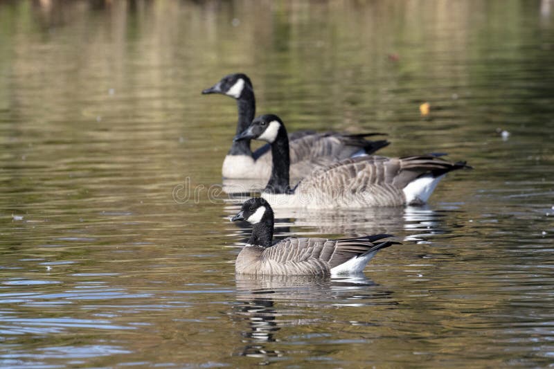 Cackling Goose and Canada Goose Stock Image - Image of animal, nature ...