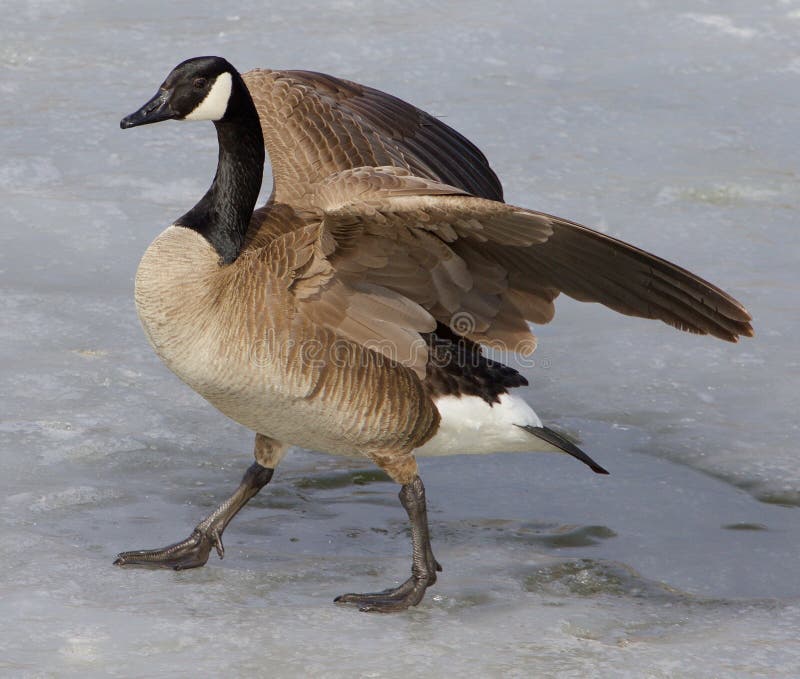 The Cackling Goose is Screaming Stock Image - Image of reaction, head ...
