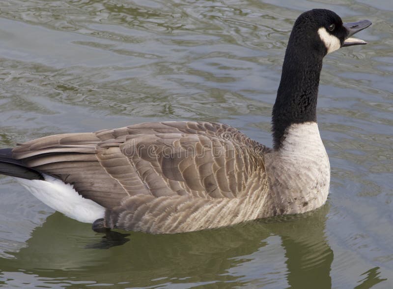 Screaming goose. stock photo. Image of beak, attack, instinctual - 87159144