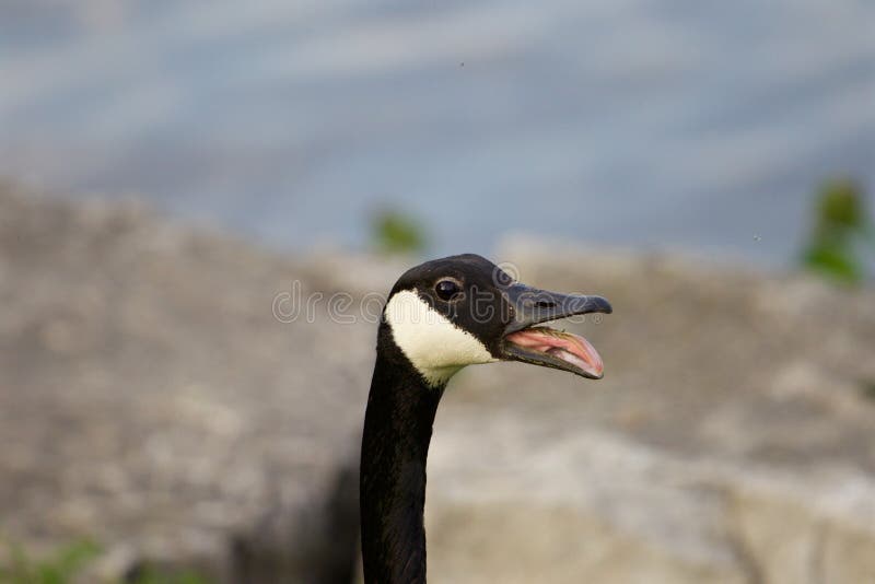 Scream of a goose stock photo. Image of portrait, black - 55567828