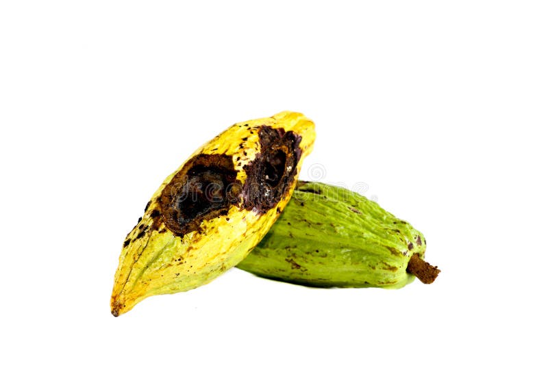 Cacoa White Background in Studio Stock Image - Image of powder, plant ...