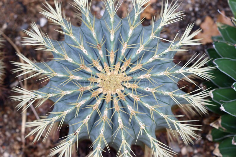 Cacstus Azul Del Barril - Glaucescens Del Ferocactus Imagen de archivo ...