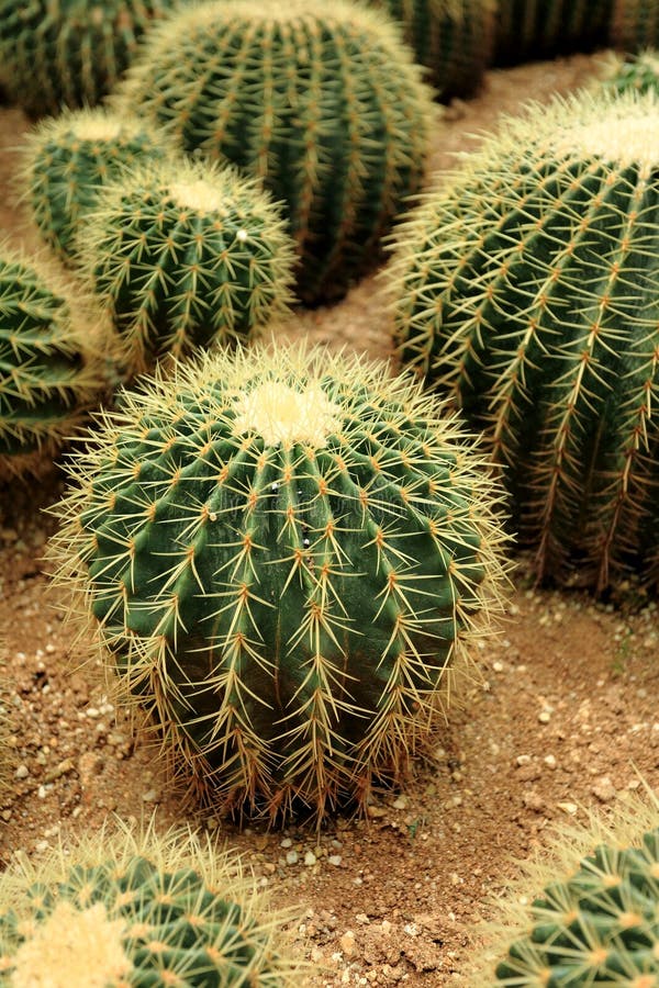 Cactaceae stock image. Image of fresh, family, botanical - 13364853