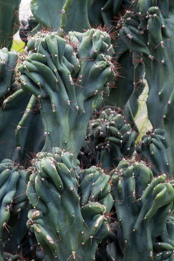 Cactus De Monstrose Del Cirio, Cerebro Suculento En La Maceta Blanca ...