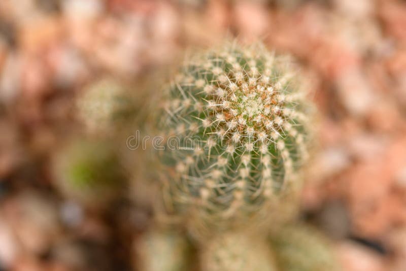 Cactaceae macro stock image. Image of spine, nature, closeup - 84973681