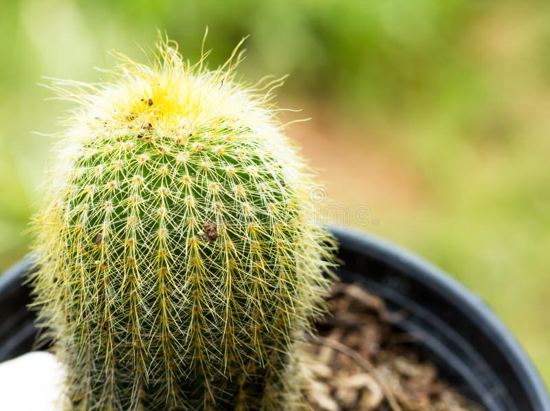 Cactas foto de archivo. Imagen de decorativo, cacto, redondo - 44827884
