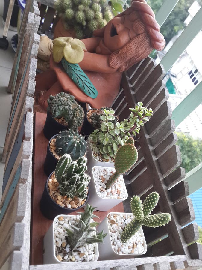 Cactas imagen de archivo. Imagen de planta, roca, vida - 80261345