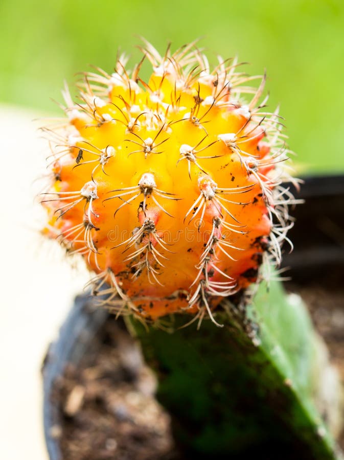 Cactas stock photo. Image of decorative, plants, flower - 44827964