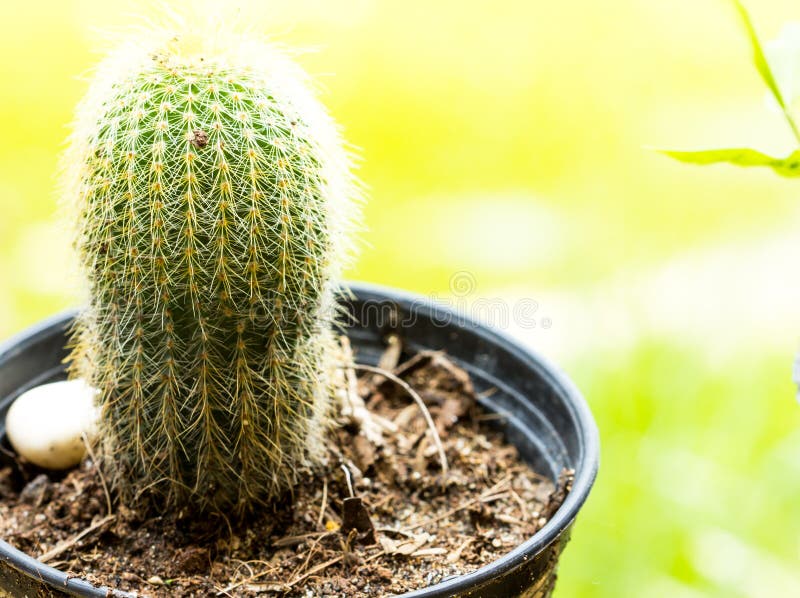Plant Cactas Stock Photos - Free & Royalty-Free Stock Photos from ...