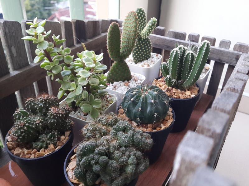 Cactas Stock Photos - Free & Royalty-Free Stock Photos from Dreamstime