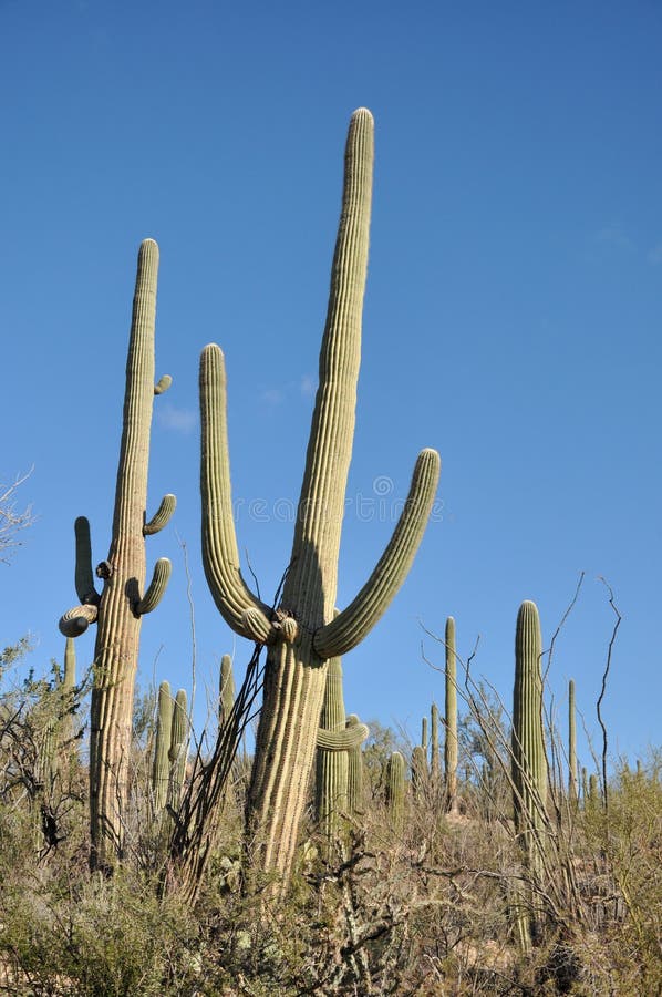 Cacti in Arizona Desert stock photo. Image of sunshine - 78177466