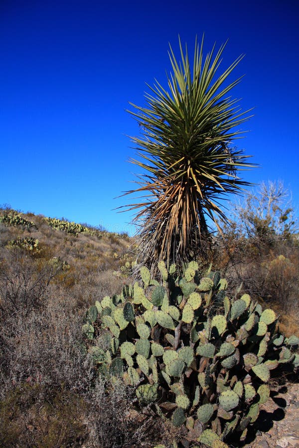 Cacti in big bend texas stock photo. Image of brown, desert - 12419612
