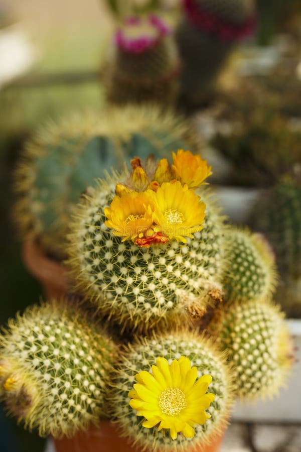 Cacti Bloom in the Greenhouse Stock Photo - Image of earth, decorative ...