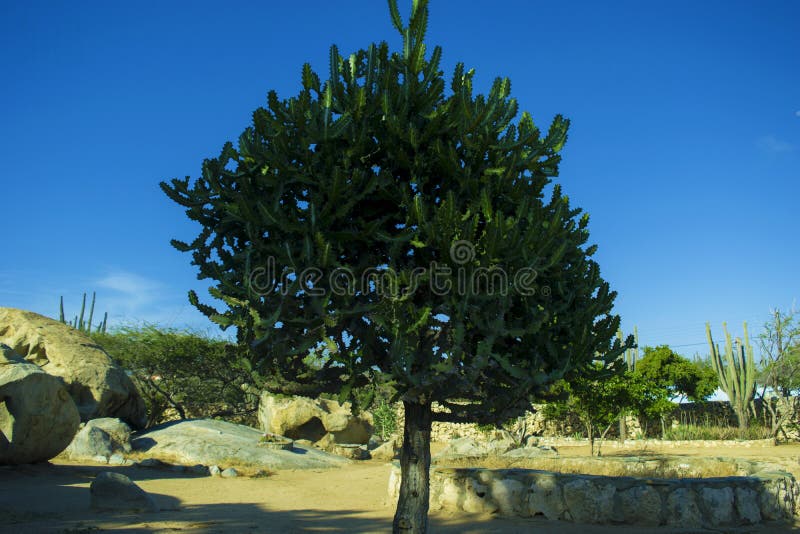 Cactus Aruba stock photo. Image of aruba, landscape, plants - 82890026