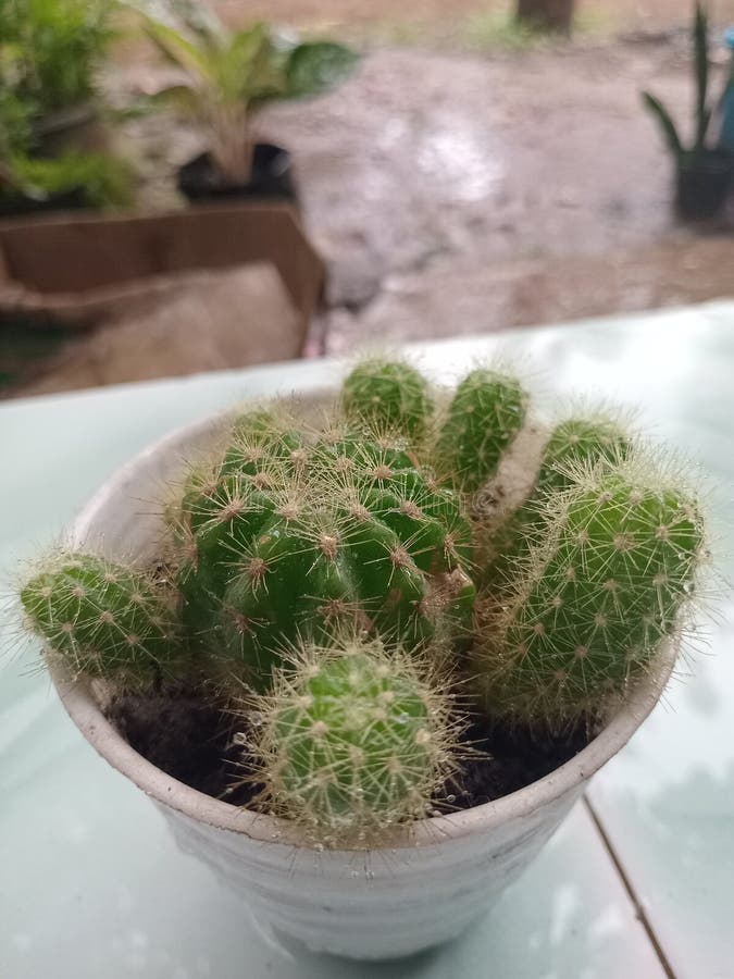 Cacti Can Grow for a Long Time without Water Stock Image - Image of ...