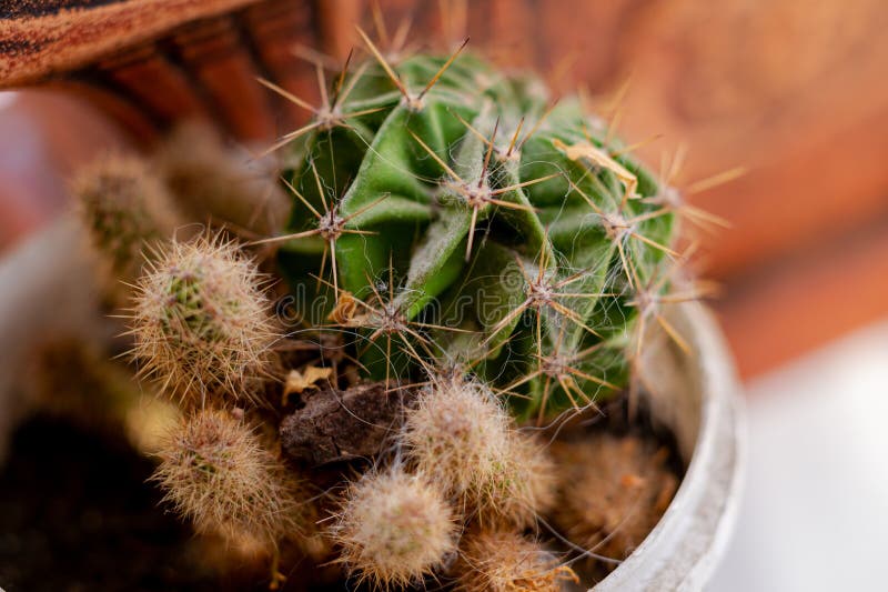 Cacti Close-up in a Pot at Home. Breeding Cacti Stock Image - Image of ...