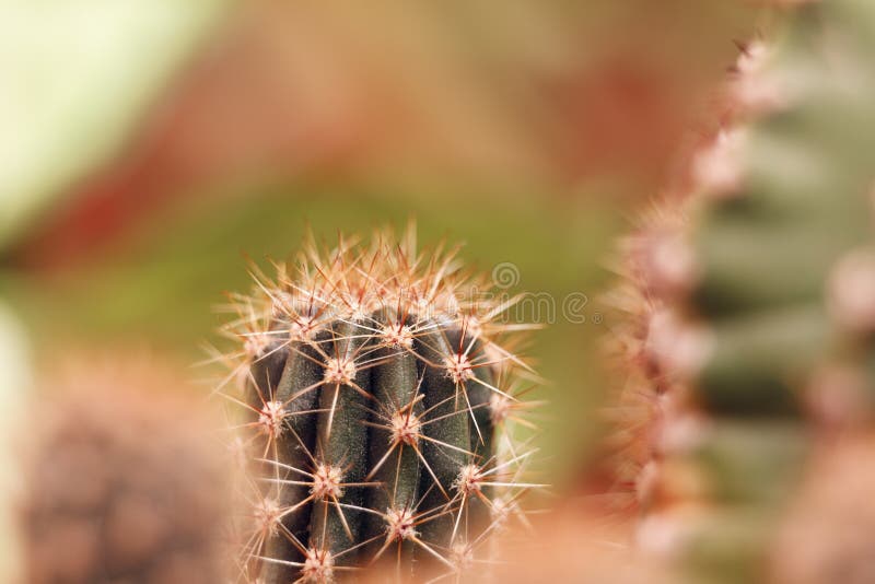Cacti Close-up Shot with a Macro Lens. Stock Image - Image of close ...