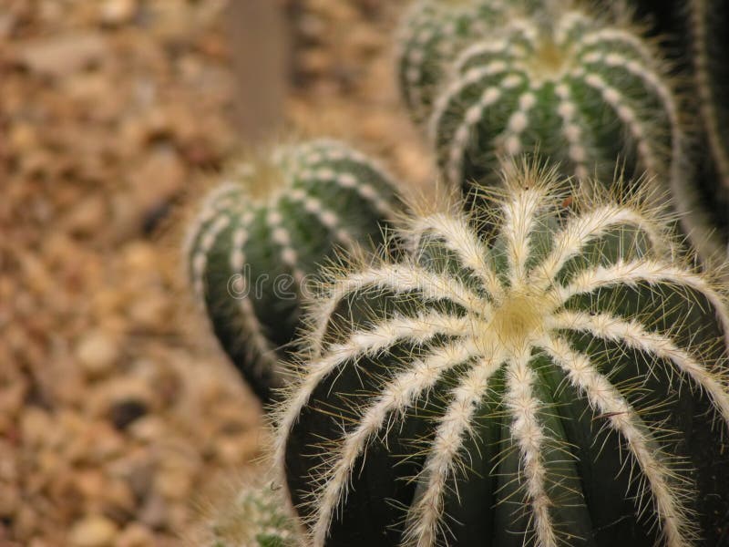 Cacti Clump Picture. Image: 52308