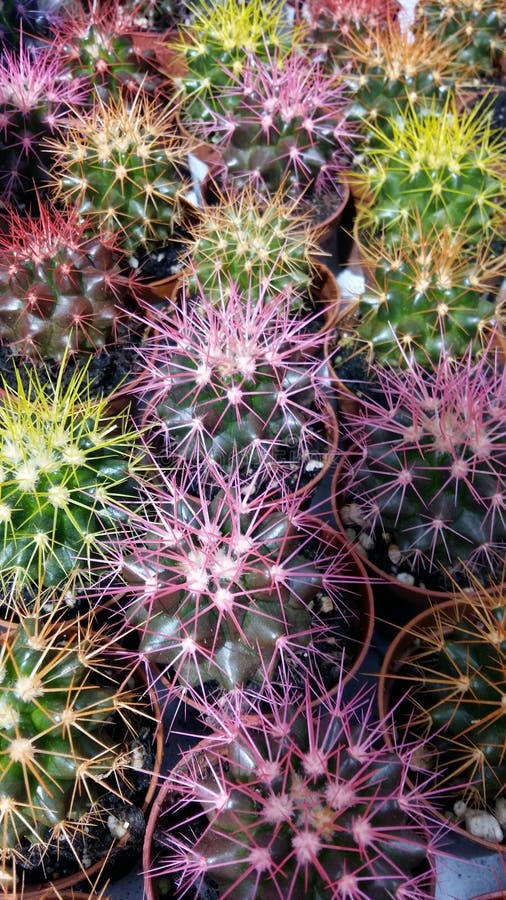 Cacti with colored needles stock image. Image of floral - 109172923