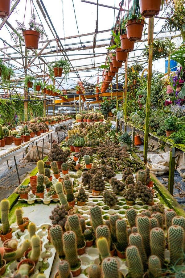 Cacti of Different Shapes and Breeds on the Cactus Farm. Plants for ...
