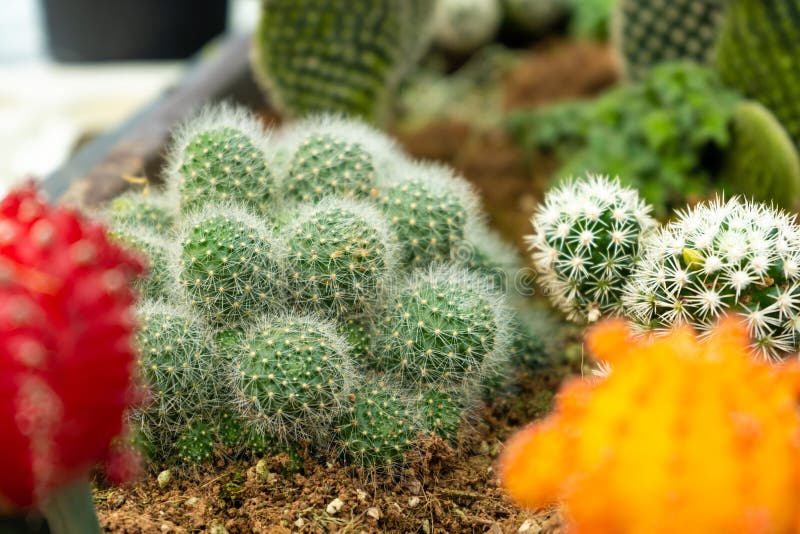 Cacti of Different Shapes and Breeds on the Cactus Farm. Plants for ...