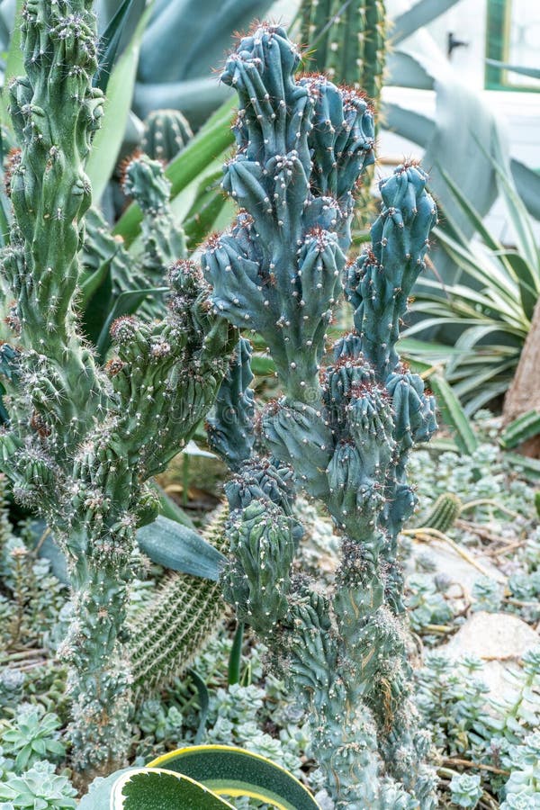 Cacti of Different Types, Shapes and Sizes. Succulent Plants. Flowers ...