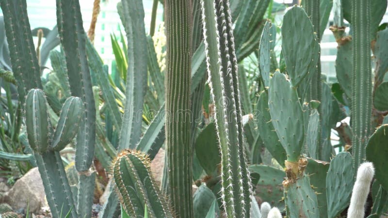 Cacti of Different Types, Shapes and Sizes. Succulent Plants. Flowers ...