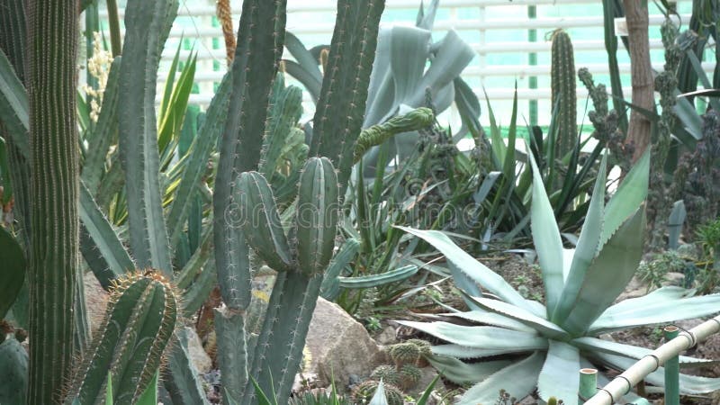 Cacti of Different Types, Shapes and Sizes. Succulent Plants. Flowers ...