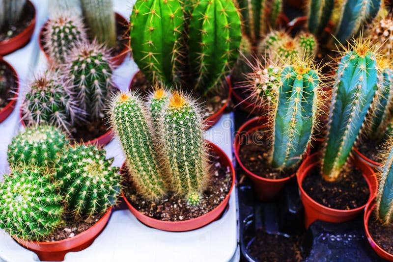 Cacti of Different Types and Sizes. Trade in Exotic Plants in the Store ...