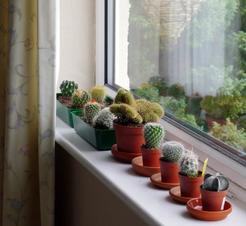 Cacti display stock image. Image of pretty, pots, curtains - 73631383