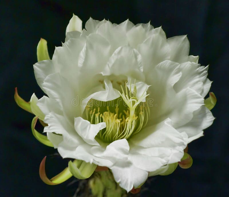 Cacti Flowers stock image. Image of cactus, night, prickly - 46663473