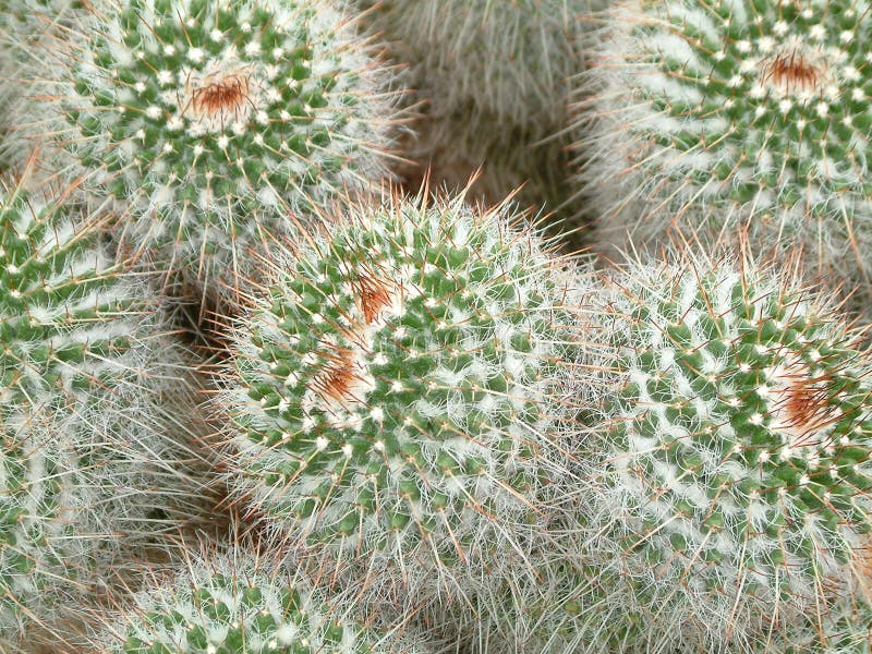 Blossoming cactus. stock image. Image of flower, cactaceae - 615345