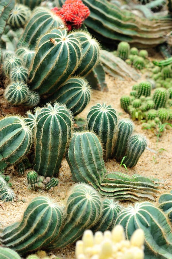 Cut cacti stock photo. Image of closeup, scissors, green - 26745790