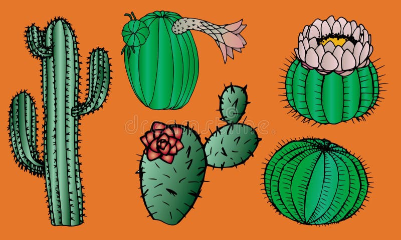 Cacti Graphic Isolated Vector Set. Cactus Collection Stock Illustration ...