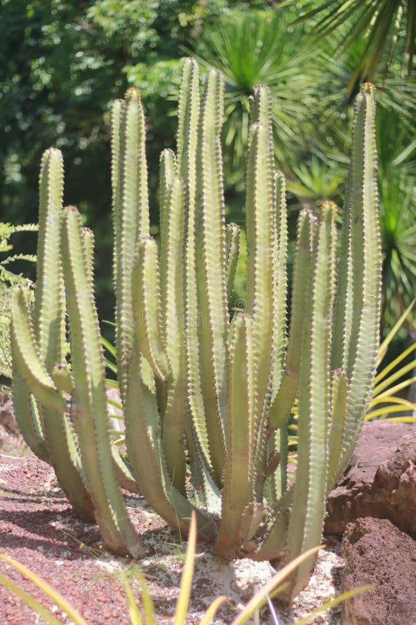 Cacti stock photo. Image of cactus, nature, plant, middle - 42914140