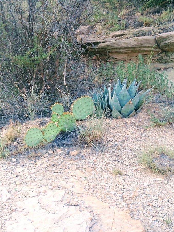 Cacti stock image. Image of cacti, plants, desert, scene - 155976137