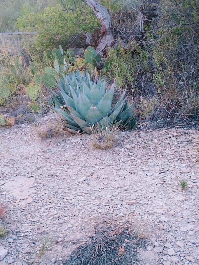 Cacti stock photo. Image of desert, cacti, scene, greenery - 155976084